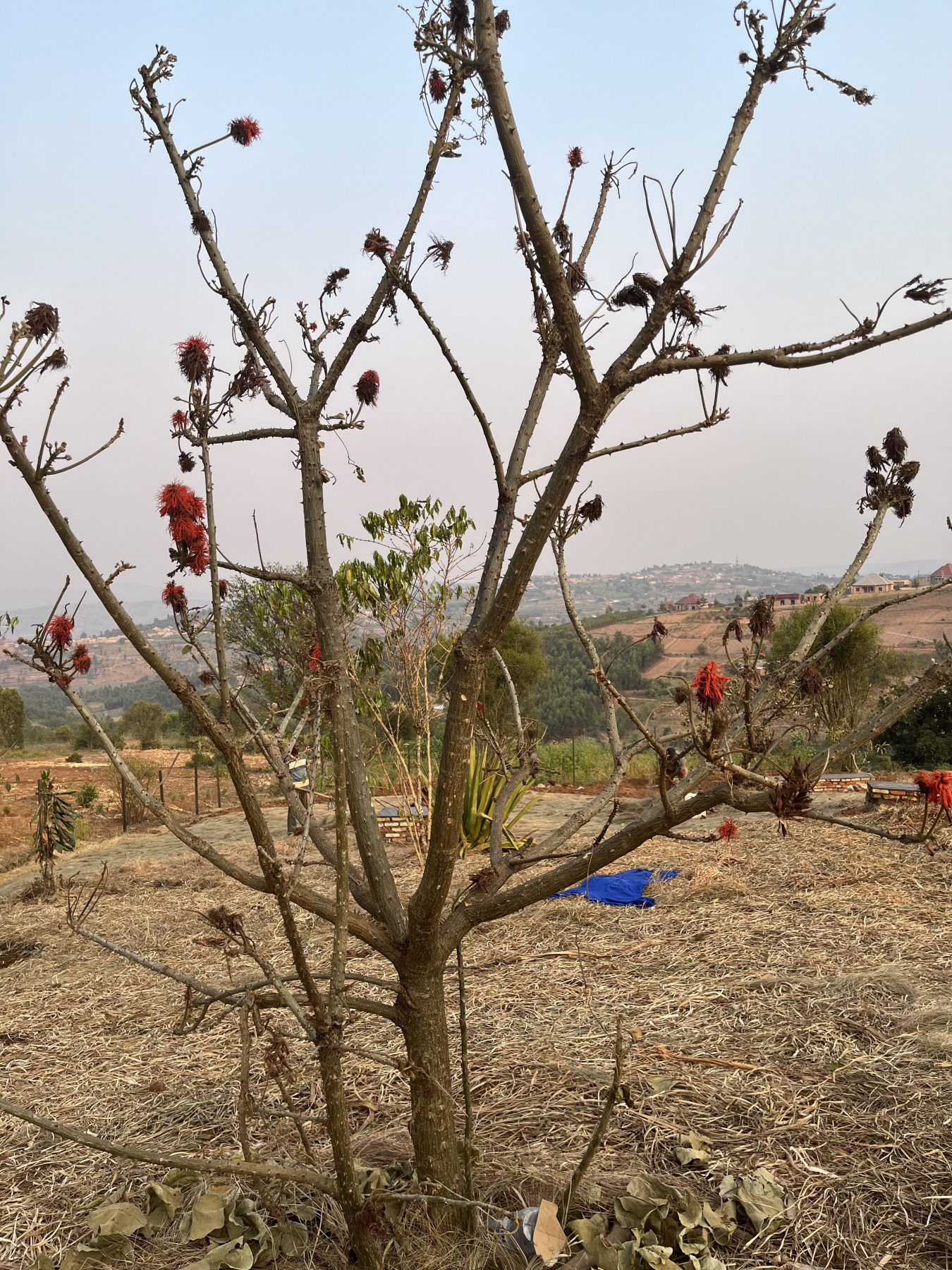 Inauguration ceremony of the Garden of the Righteous of Kamonyi, the ...